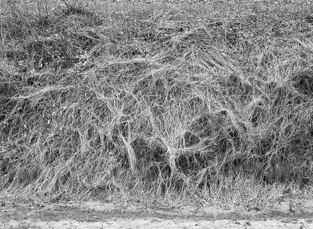 Untitled (herb) - Denis Rioux – FFOTO